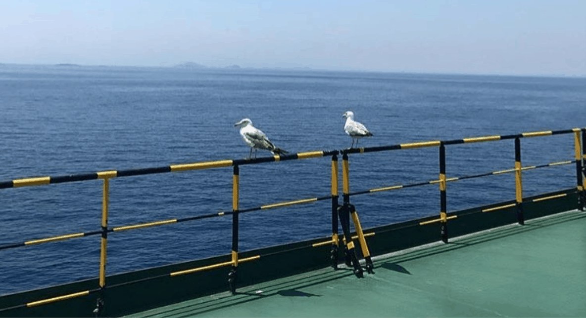 Θαλασσινά στιγμιότυπα: οι ωραιότερες φωτογραφίες της εβδομάδας – Isalos.net